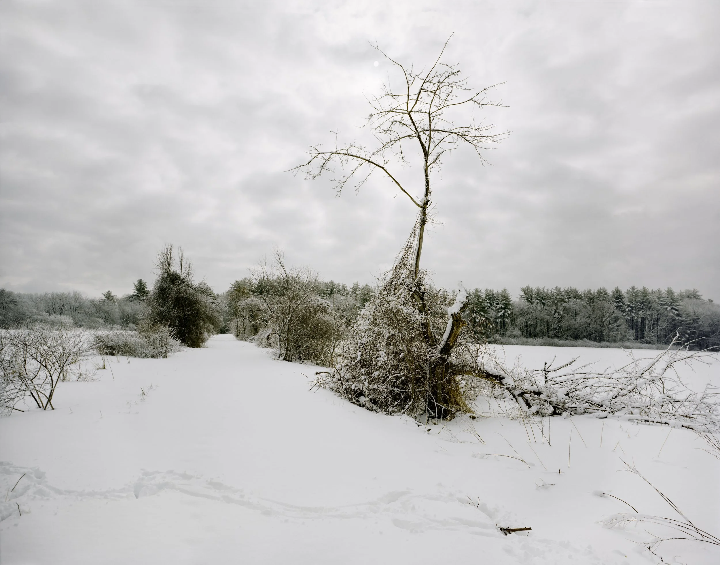 The Meadow — Barbara Bosworth