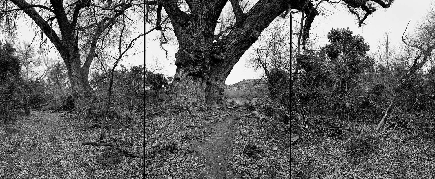 Trees: National Champions — Barbara Bosworth