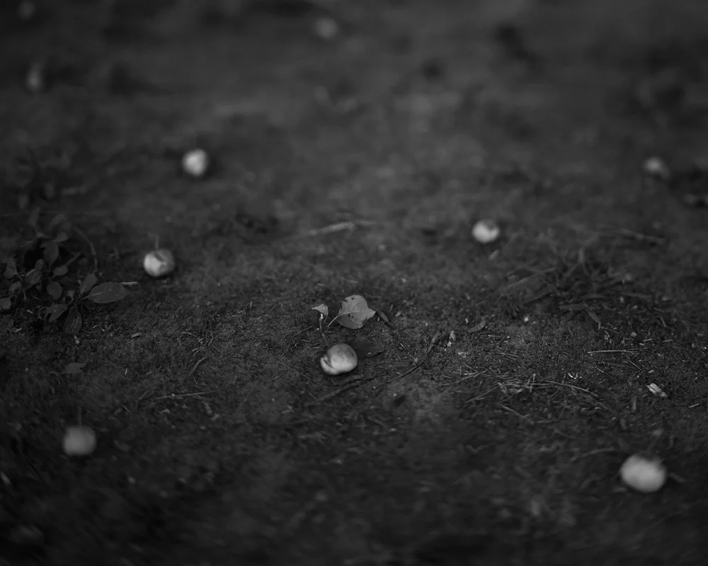 One Star and a Dark Voyage — Barbara Bosworth