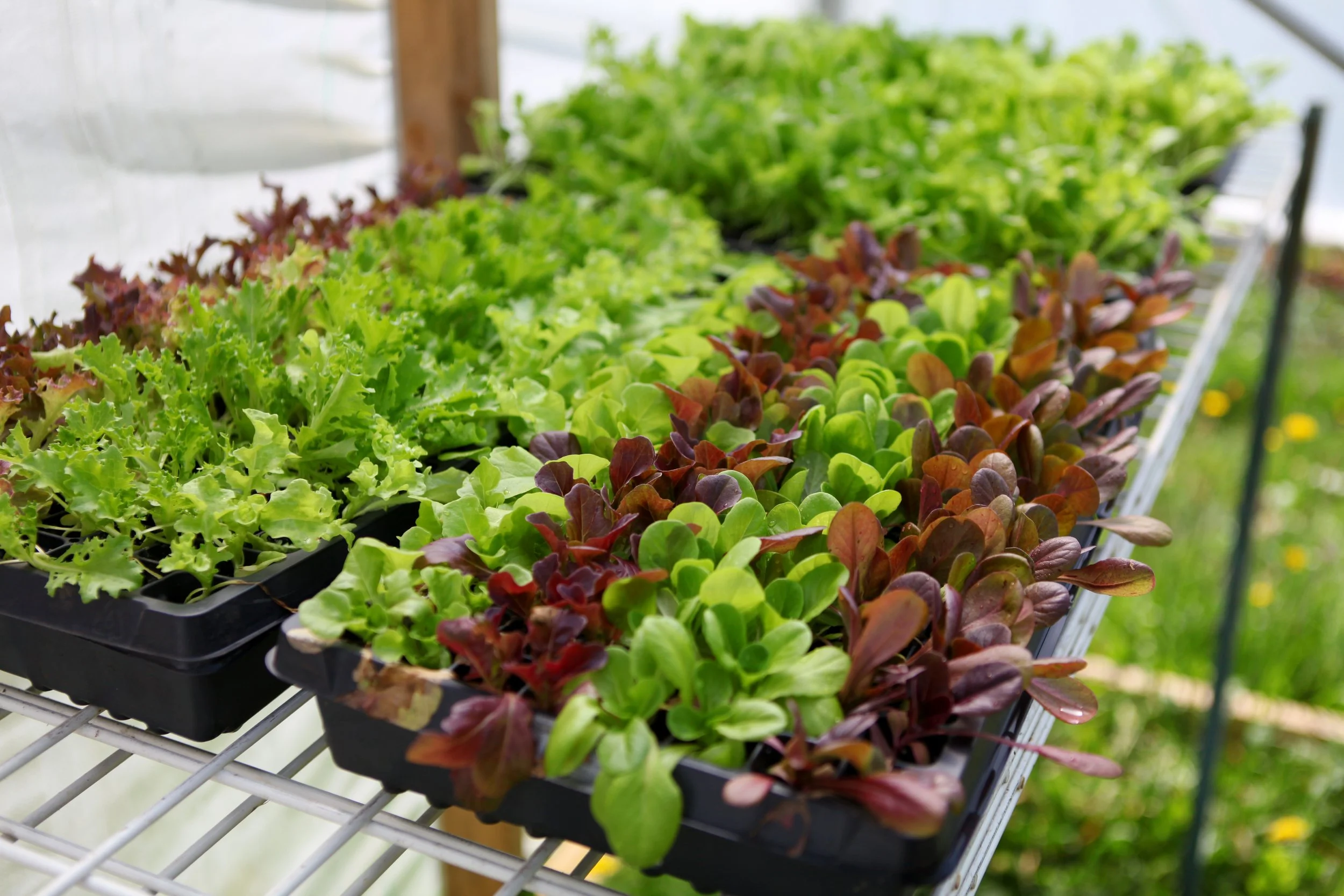 Products — Ghost House Farm