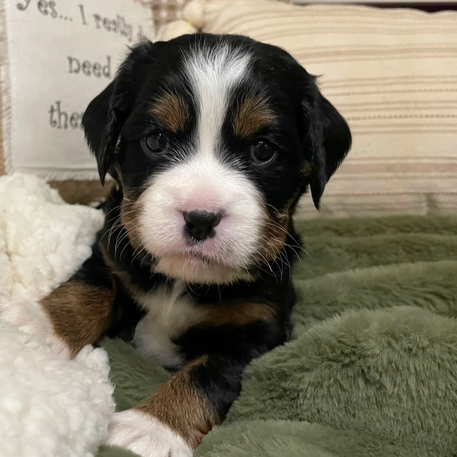 Available Puppies — Mini Mountain Puppies LLC