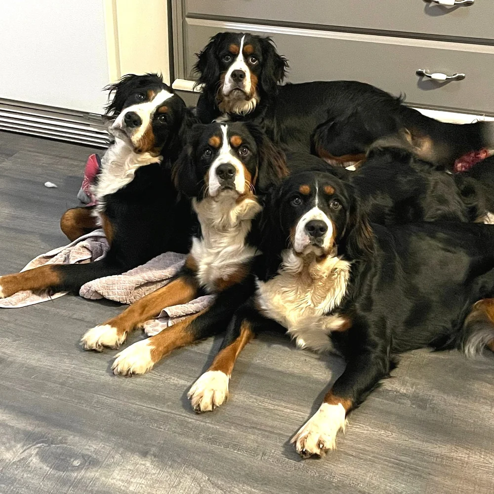 Mini Mountain Puppies LLC