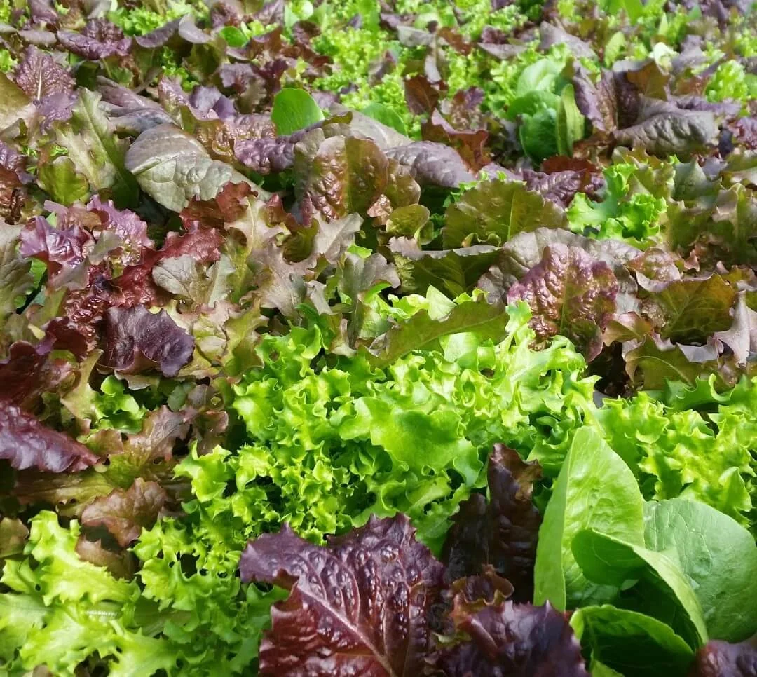 Rebel Farm