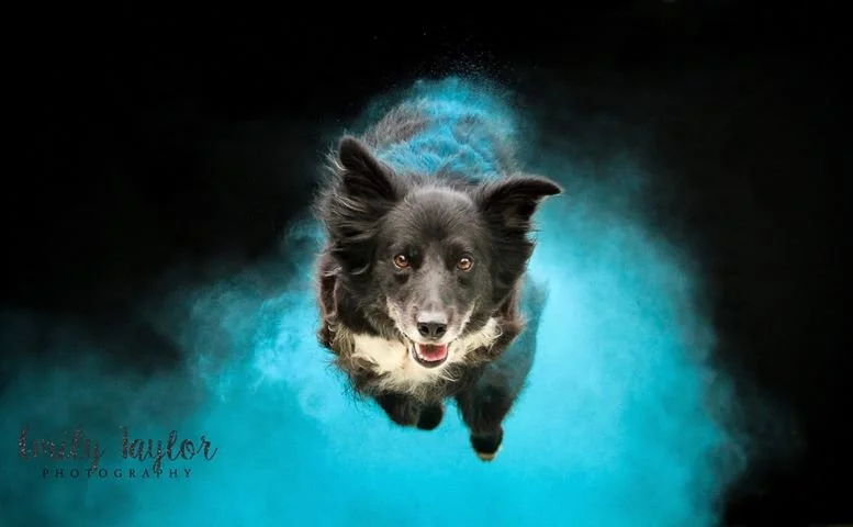 5kg blue coloured powder — Quality Coloured Powder Australia