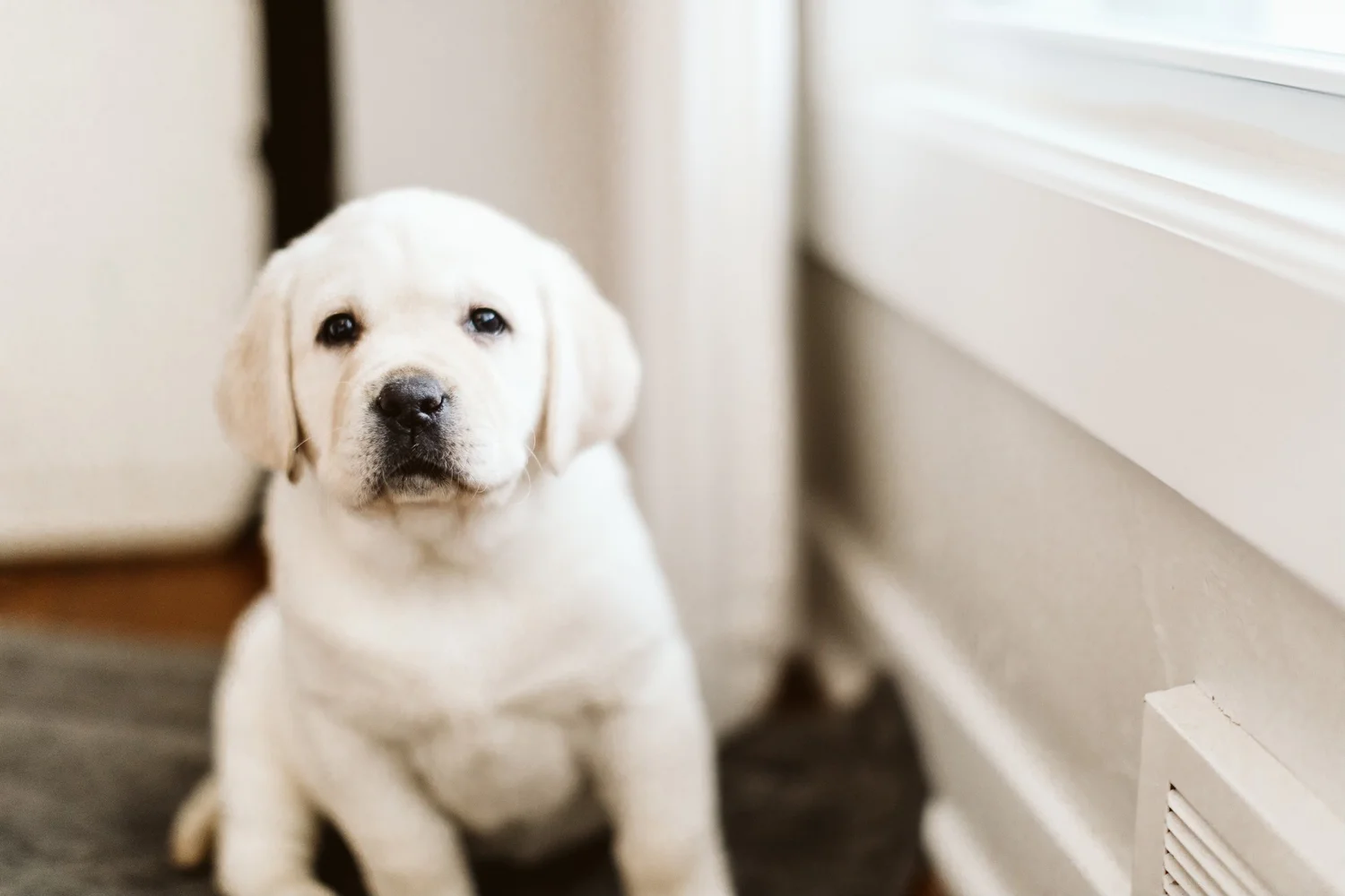 Grand River Labradors | Michigan Breeder
