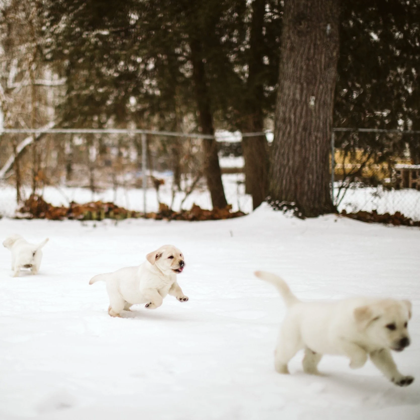 Grand River Labradors | Michigan Breeder