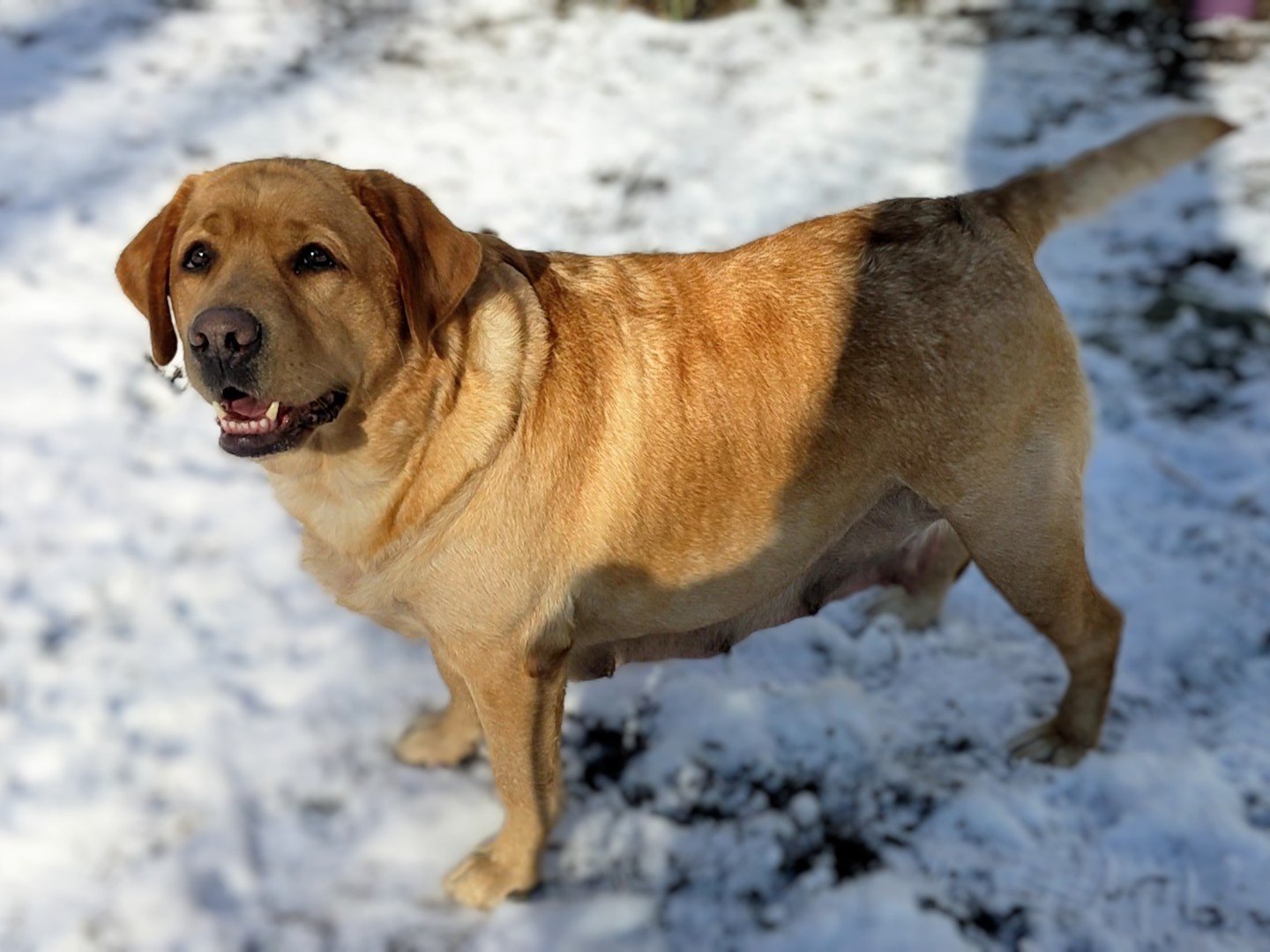 Grand River Labradors | Michigan Breeder