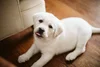 Grand River Labradors | Michigan Breeder