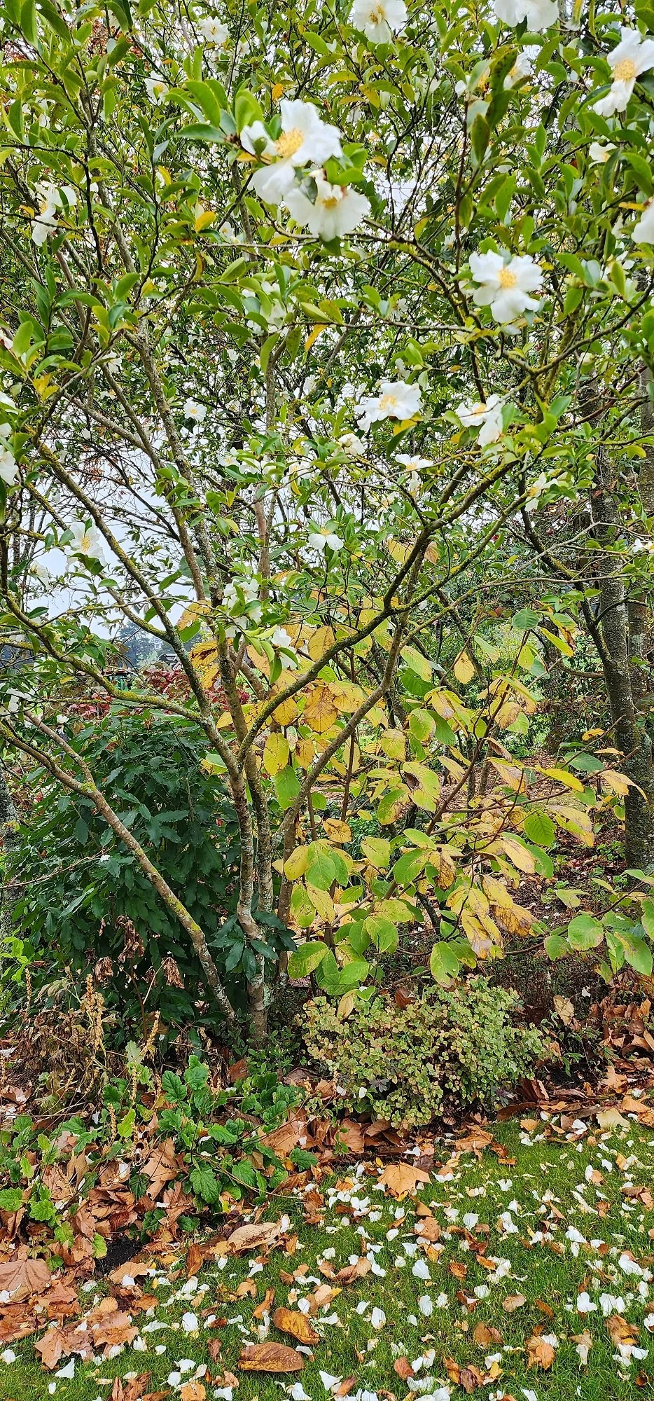 Autumn 2023 — Frensham