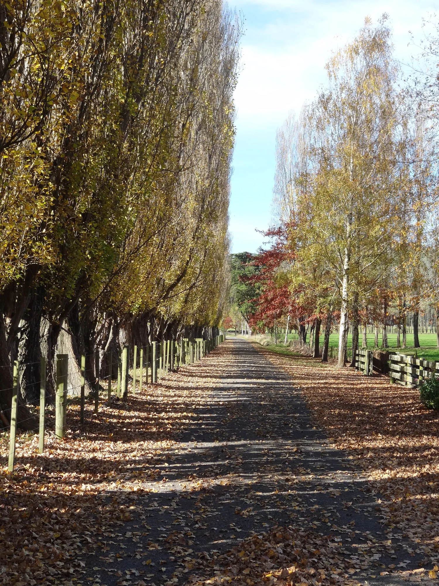 Gallery — Frensham