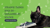 Strange Things Dogs Do - Explained by Science — Happy Hounds Pet Services