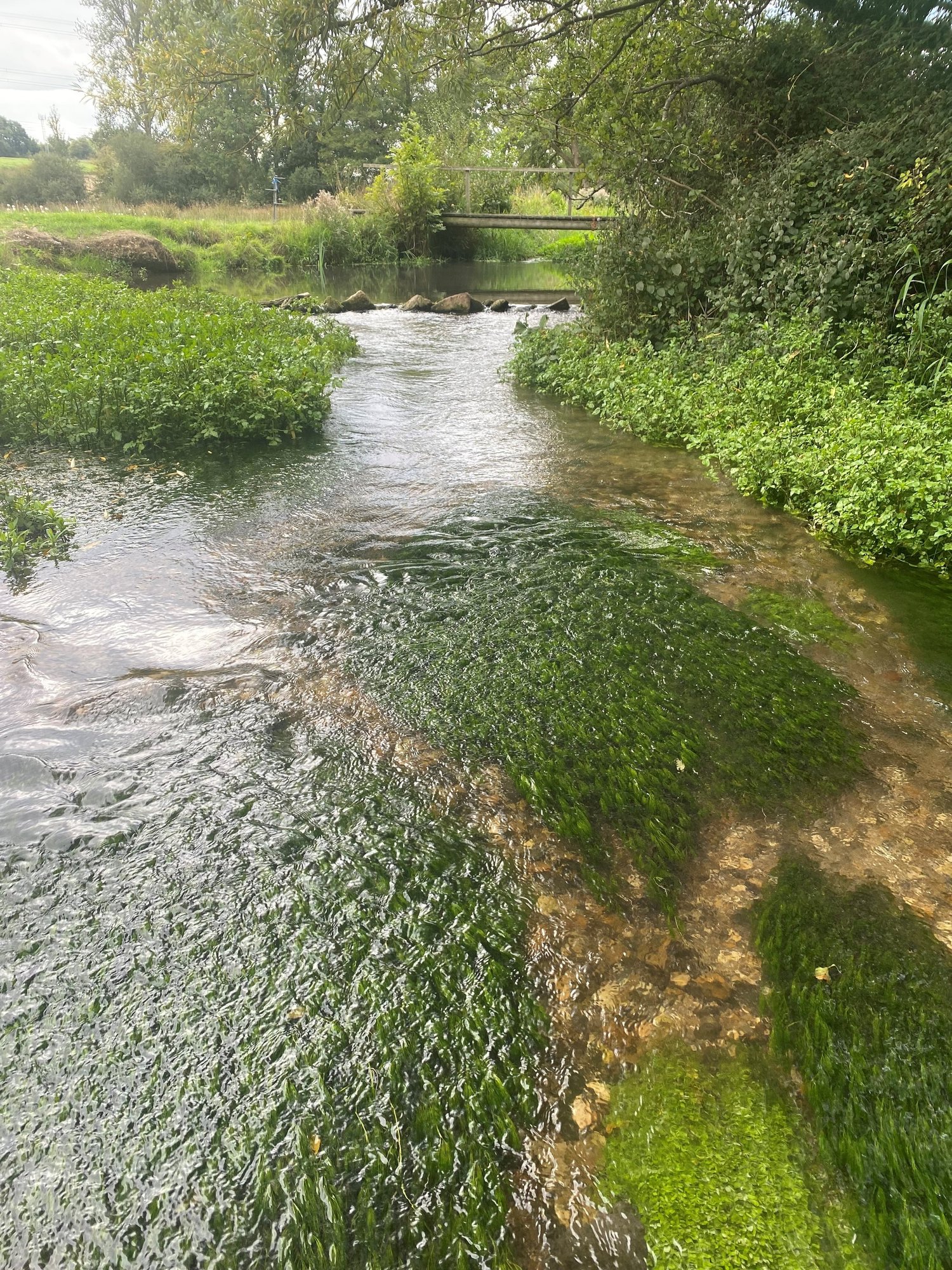 Riverfly monitoring first for Englefield Estate as it supports river ...
