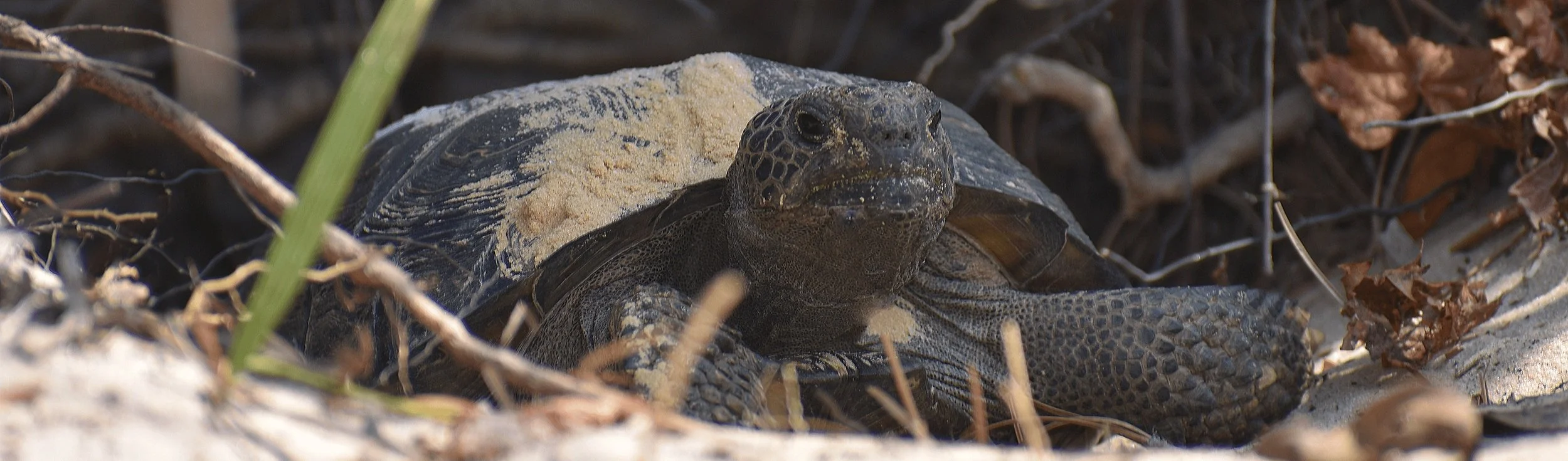 Threats — The Gopher Tortoise
