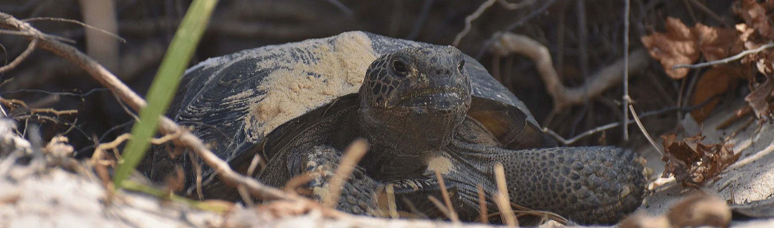 About — The Gopher Tortoise