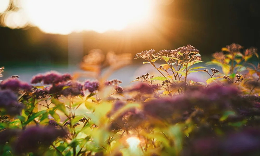 Institute for Trauma Informed Relationships