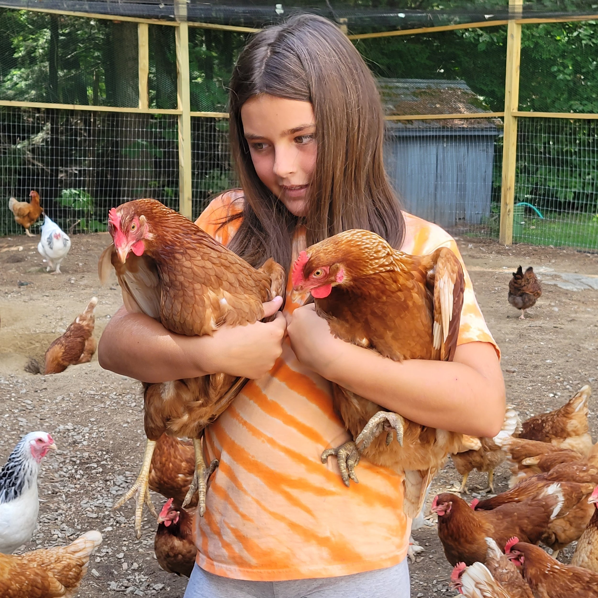 Naylen Farms | Pasture-Raised Beef | Pork | Poultry | Farm-Fresh Eggs ...
