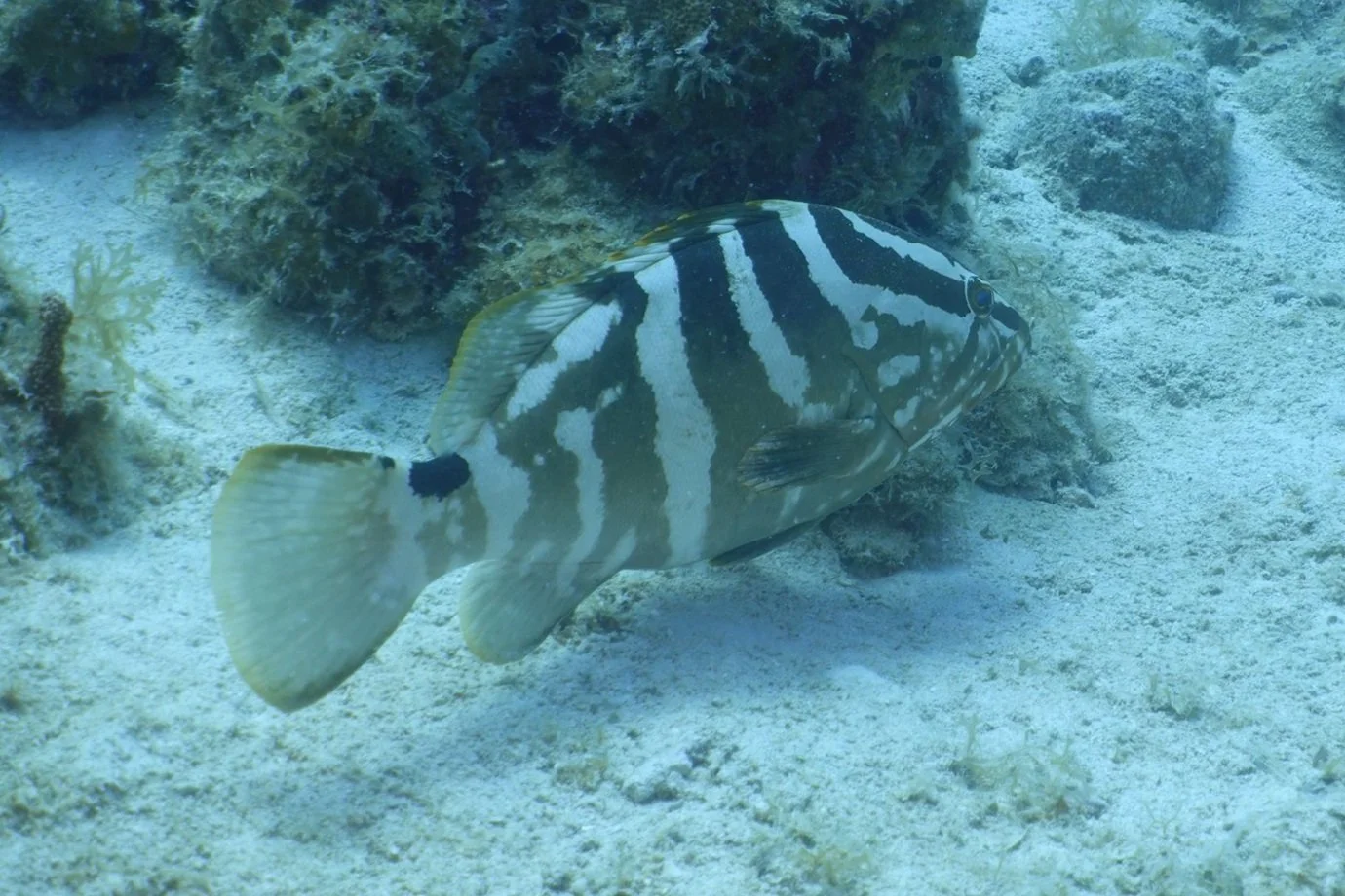 RESEARCH HIGHLIGHTS — USVI TCRMP