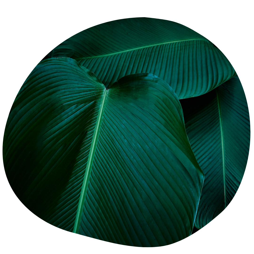 Municipio de Dolega — Munis.pa