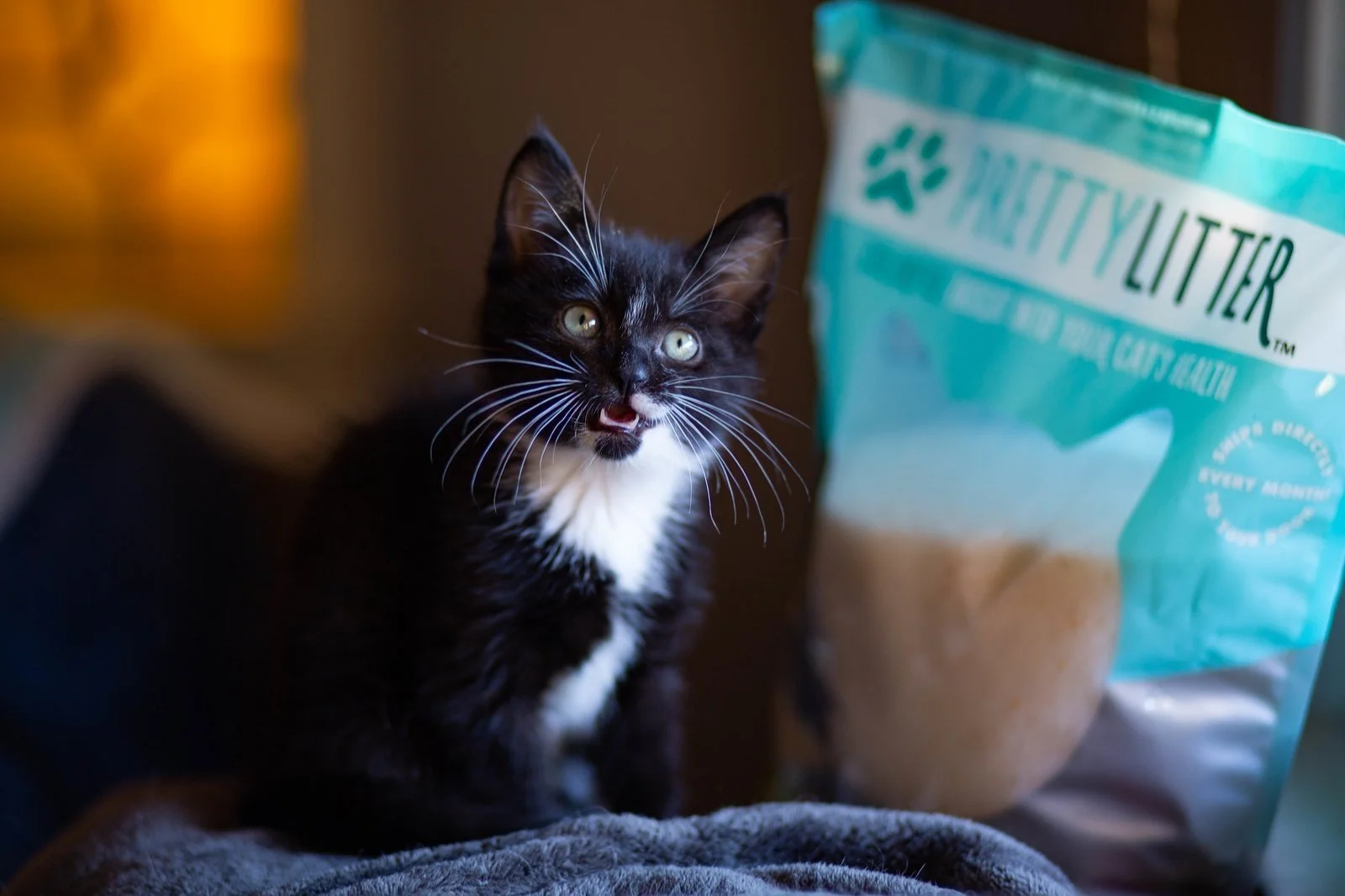 A Pet Marketing Agency