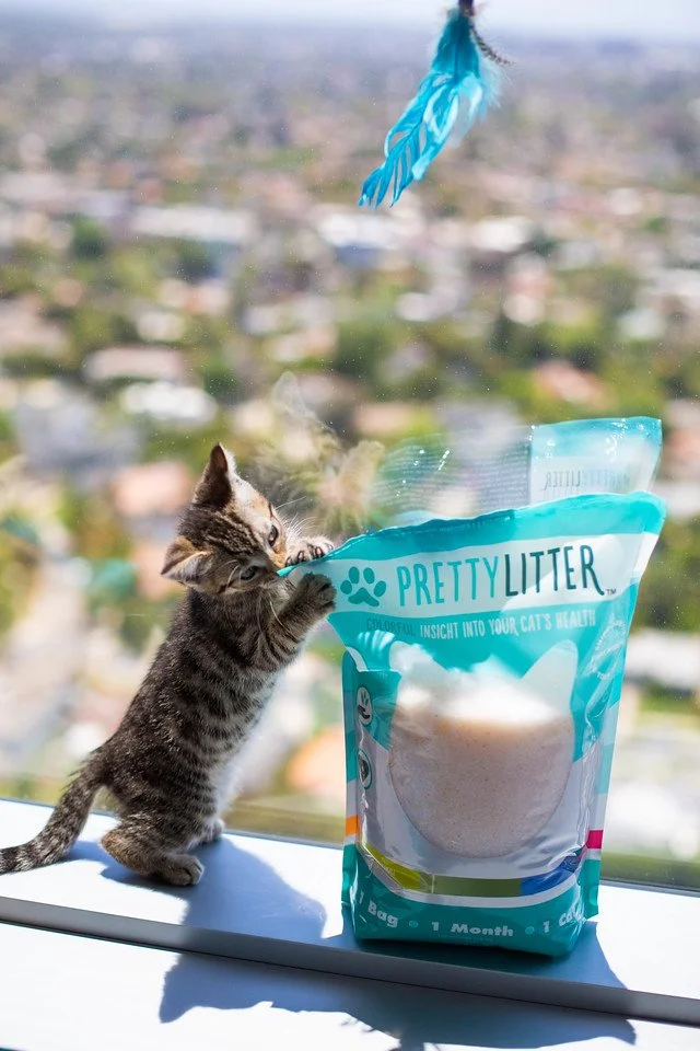 A Pet Marketing Agency