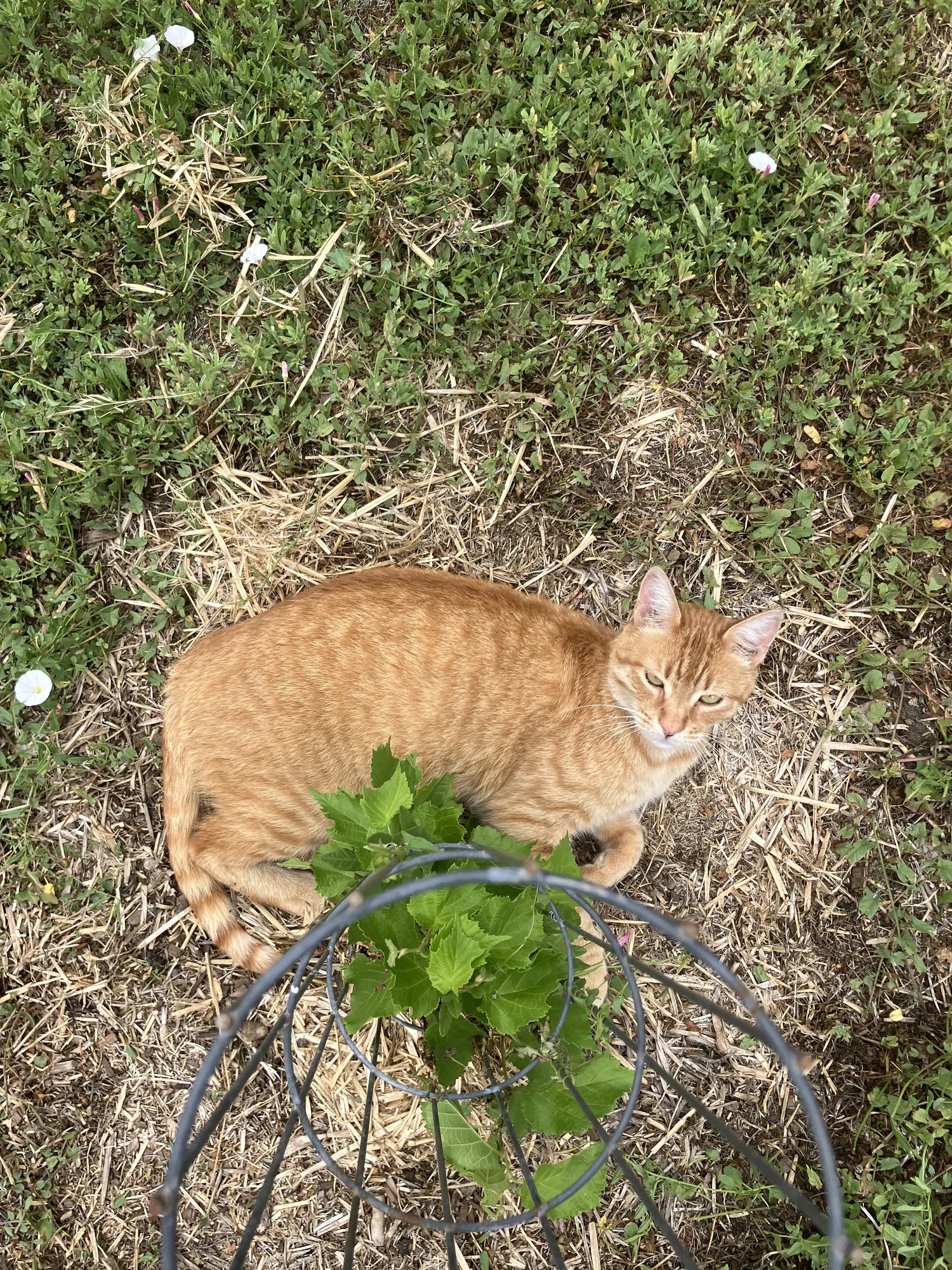 Orchard — Rio Grande Farm Park