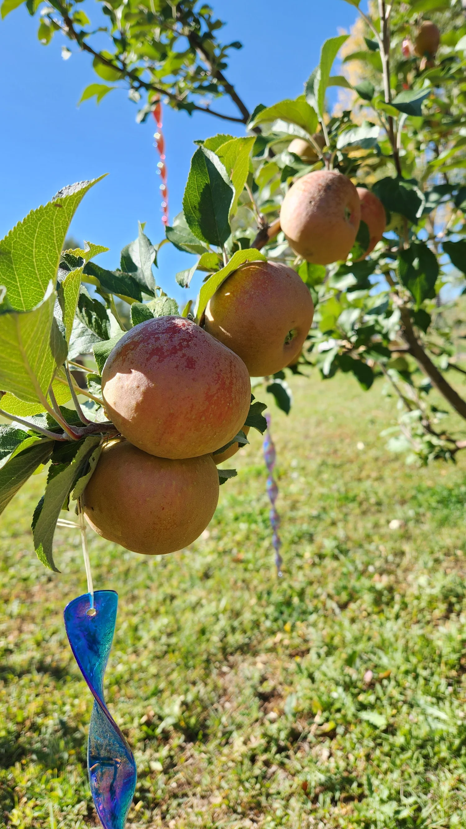 Our Story — Rio Grande Farm Park
