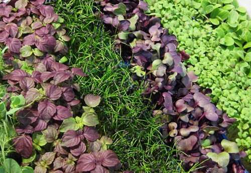 Education — Josephine County Farm Collective