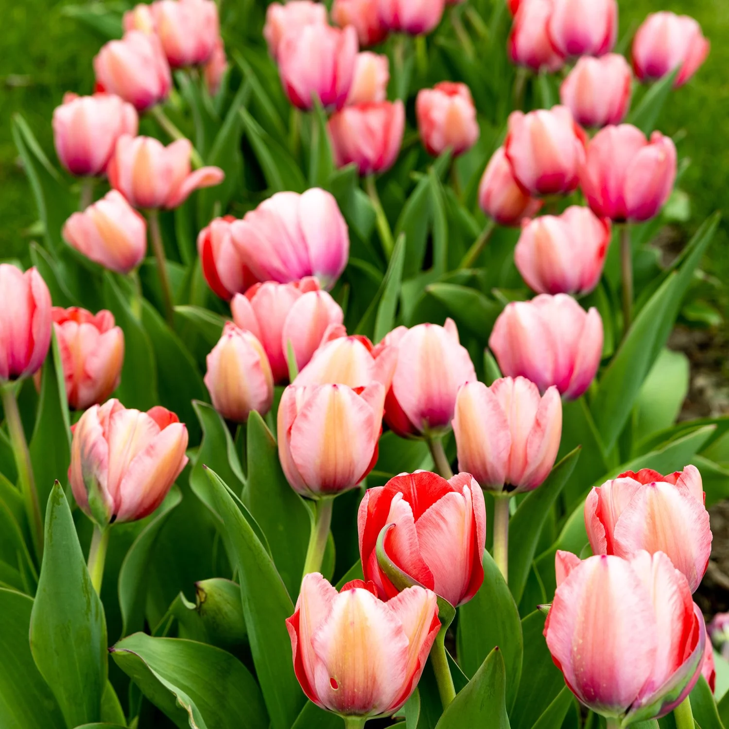 You-Pick Tulip FAQS — Nunnikhoven Farm
