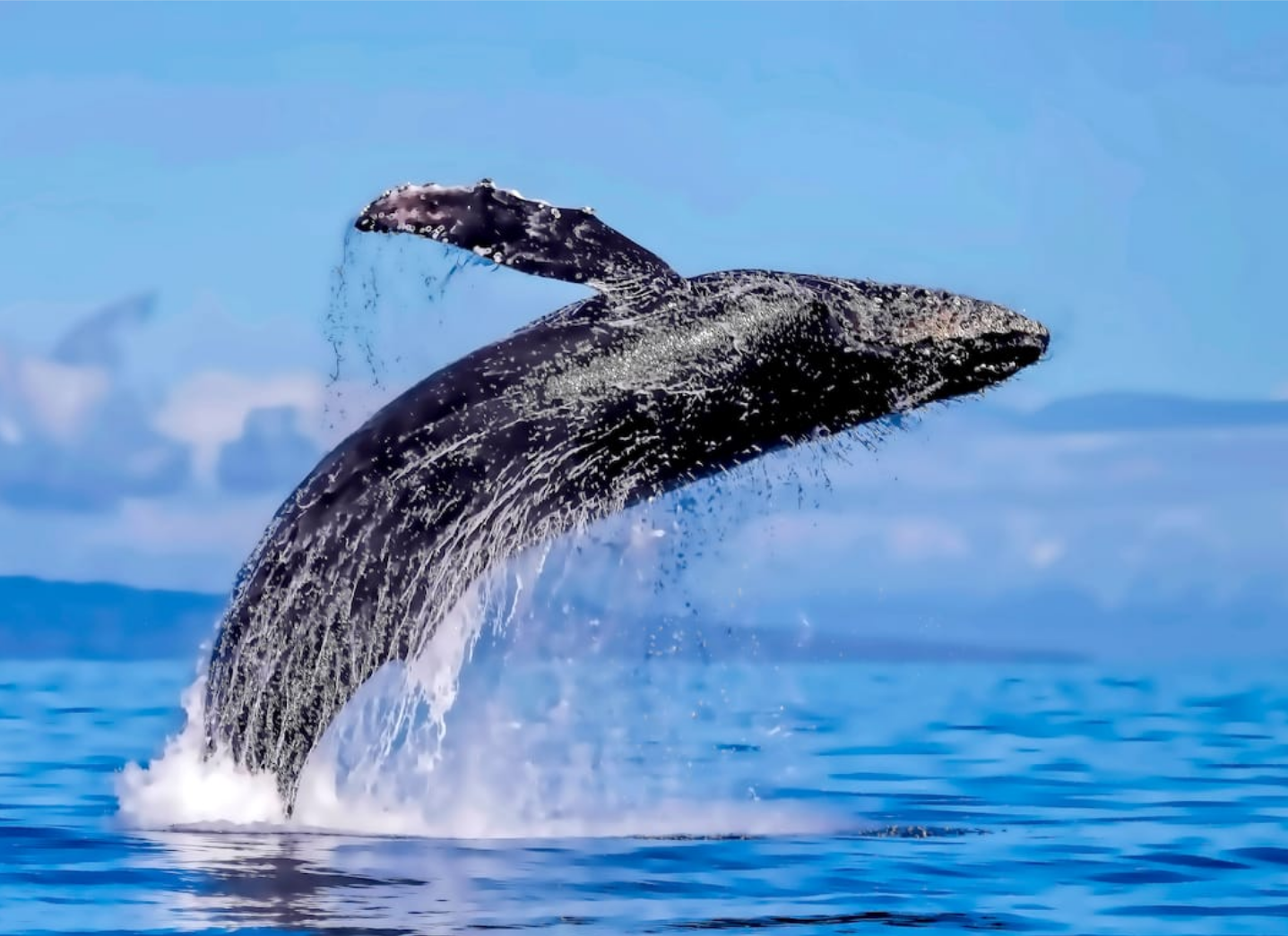 Things to do — Captain Morgan's Maui Vista Rental