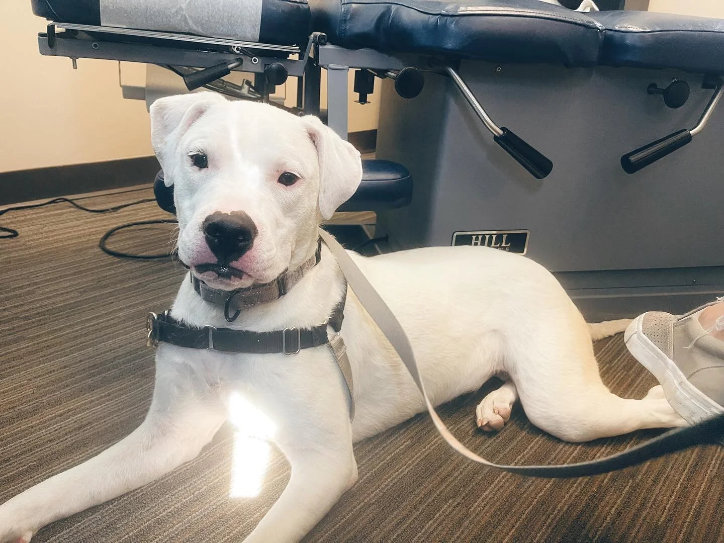 Doggedly Dog Rescue Society