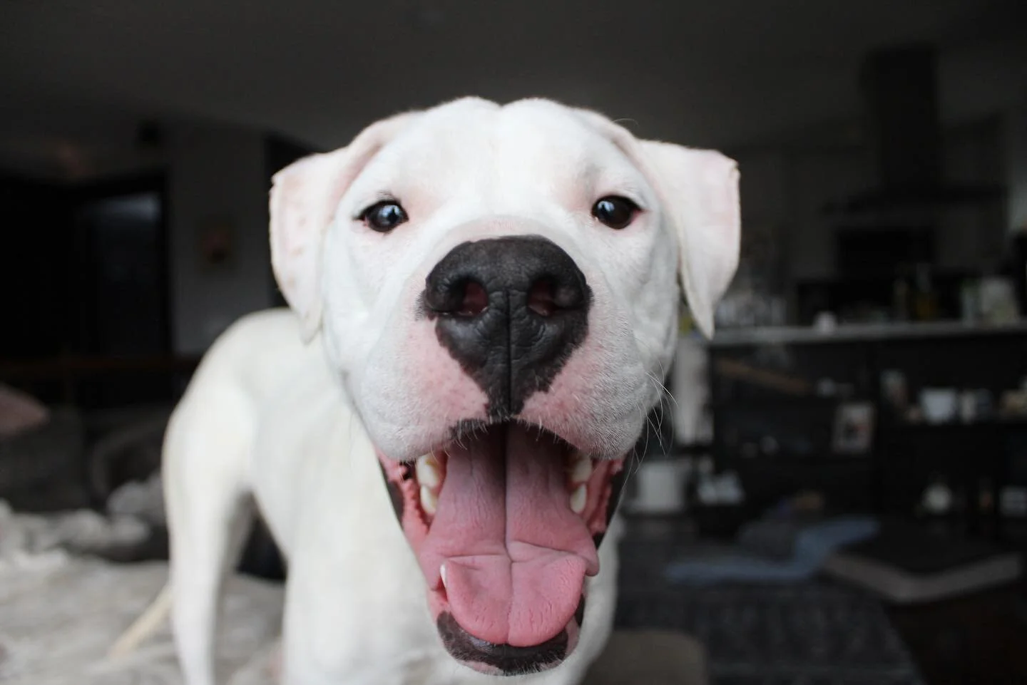 Doggedly Dog Rescue Society