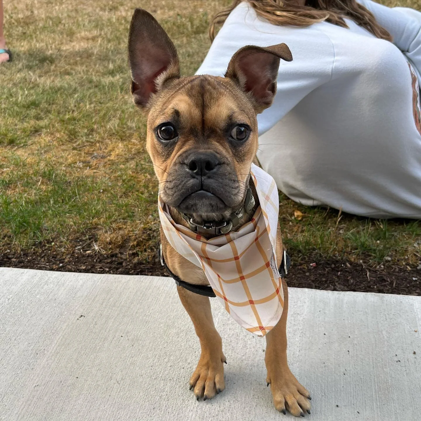 Doggedly Dog Rescue Society