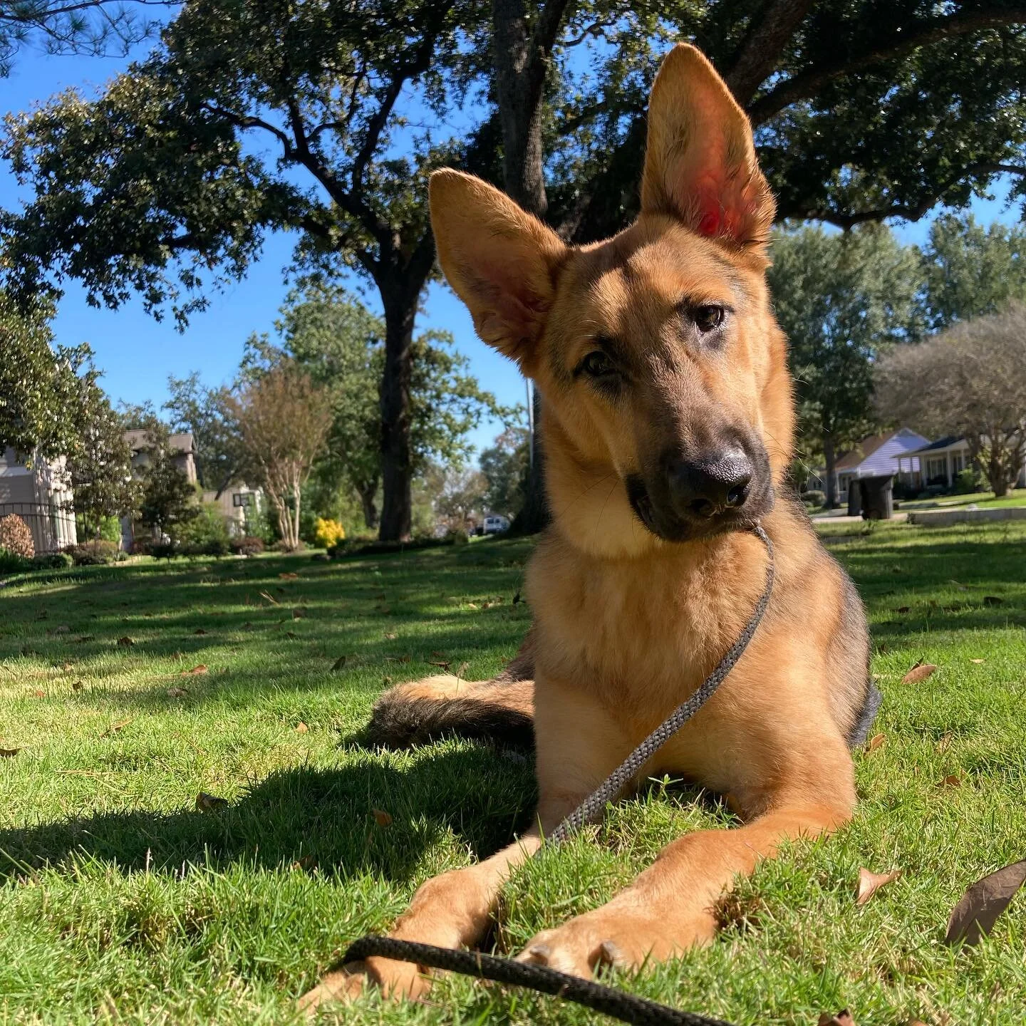 Doggedly Dog Rescue Society