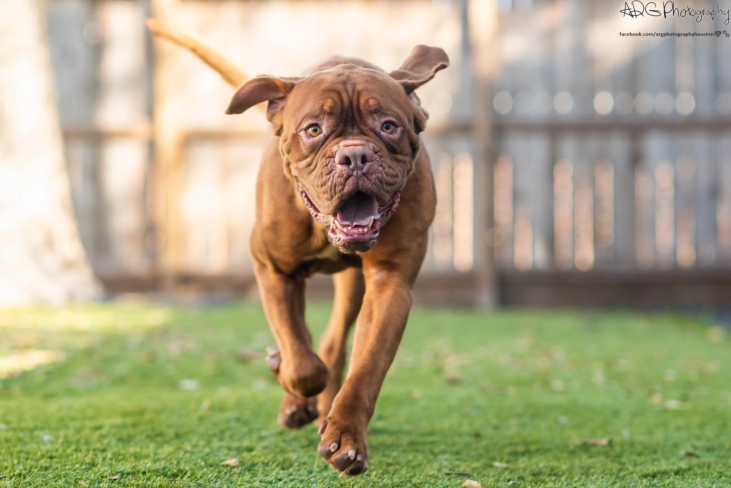 About Doggedly — Doggedly Dog Rescue Society