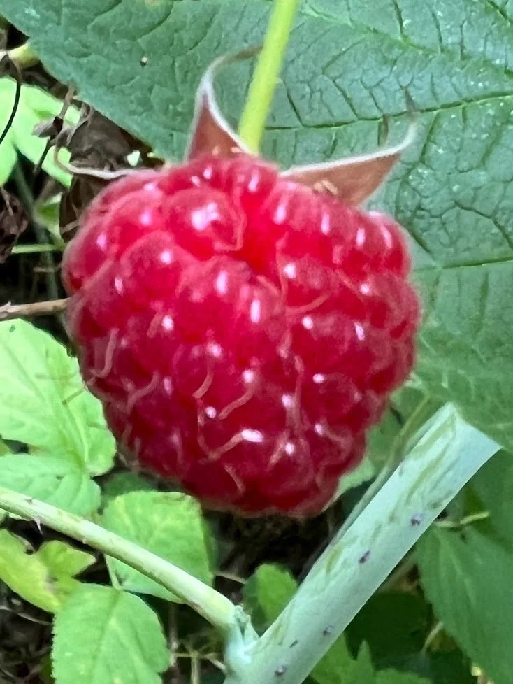 Pick Your Own — Boston Hill Farm