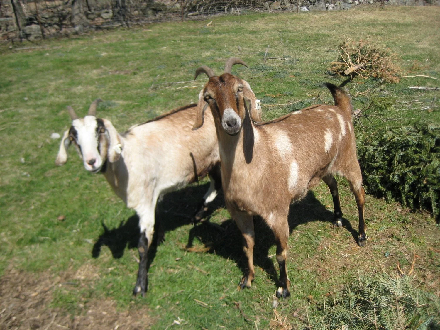 Boston Hill Farm