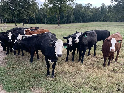 Rockin' B Ranch