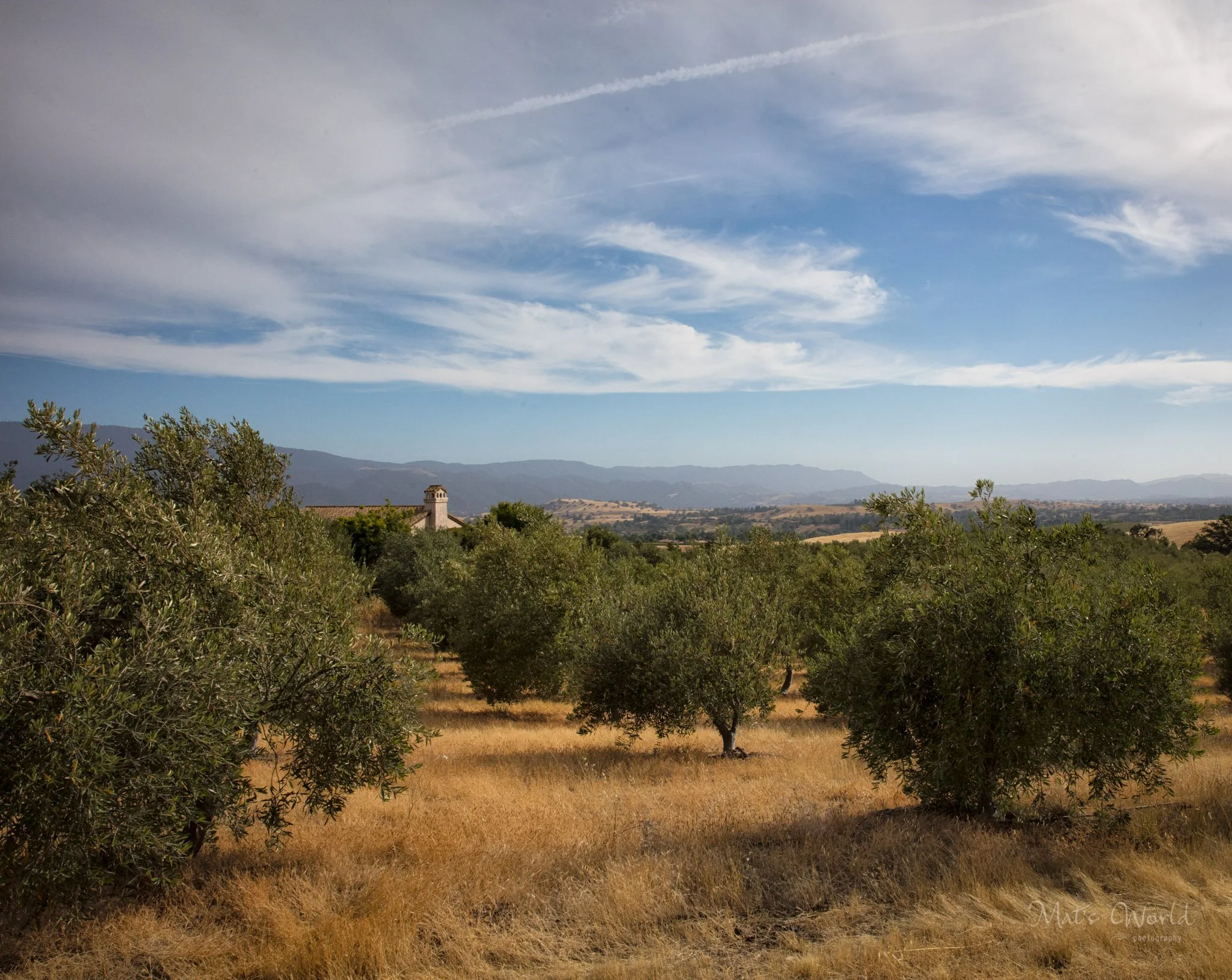 Olive Orchard Site Selection — The Olive Oil Source