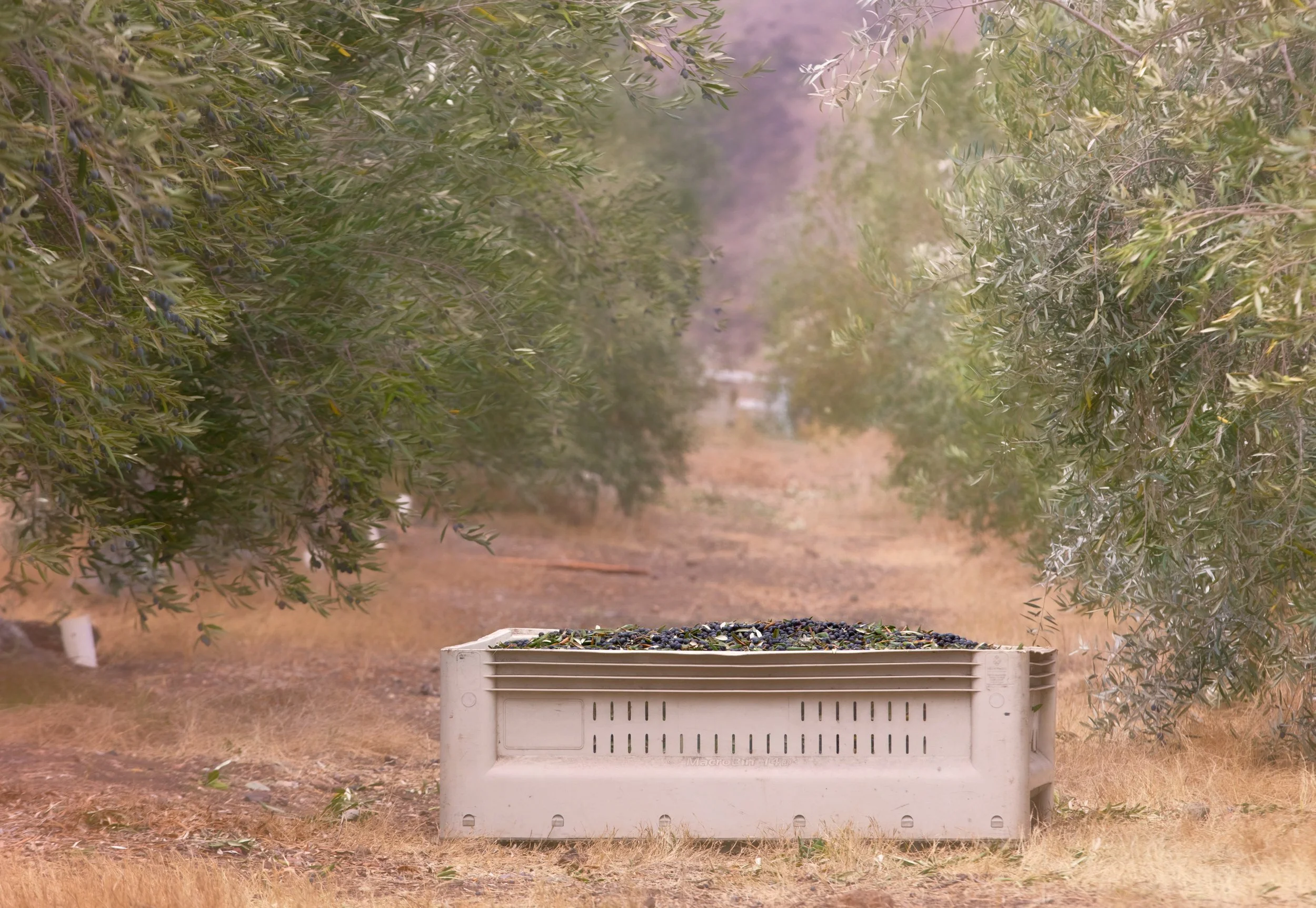 Olive Harvesting — The Olive Oil Source