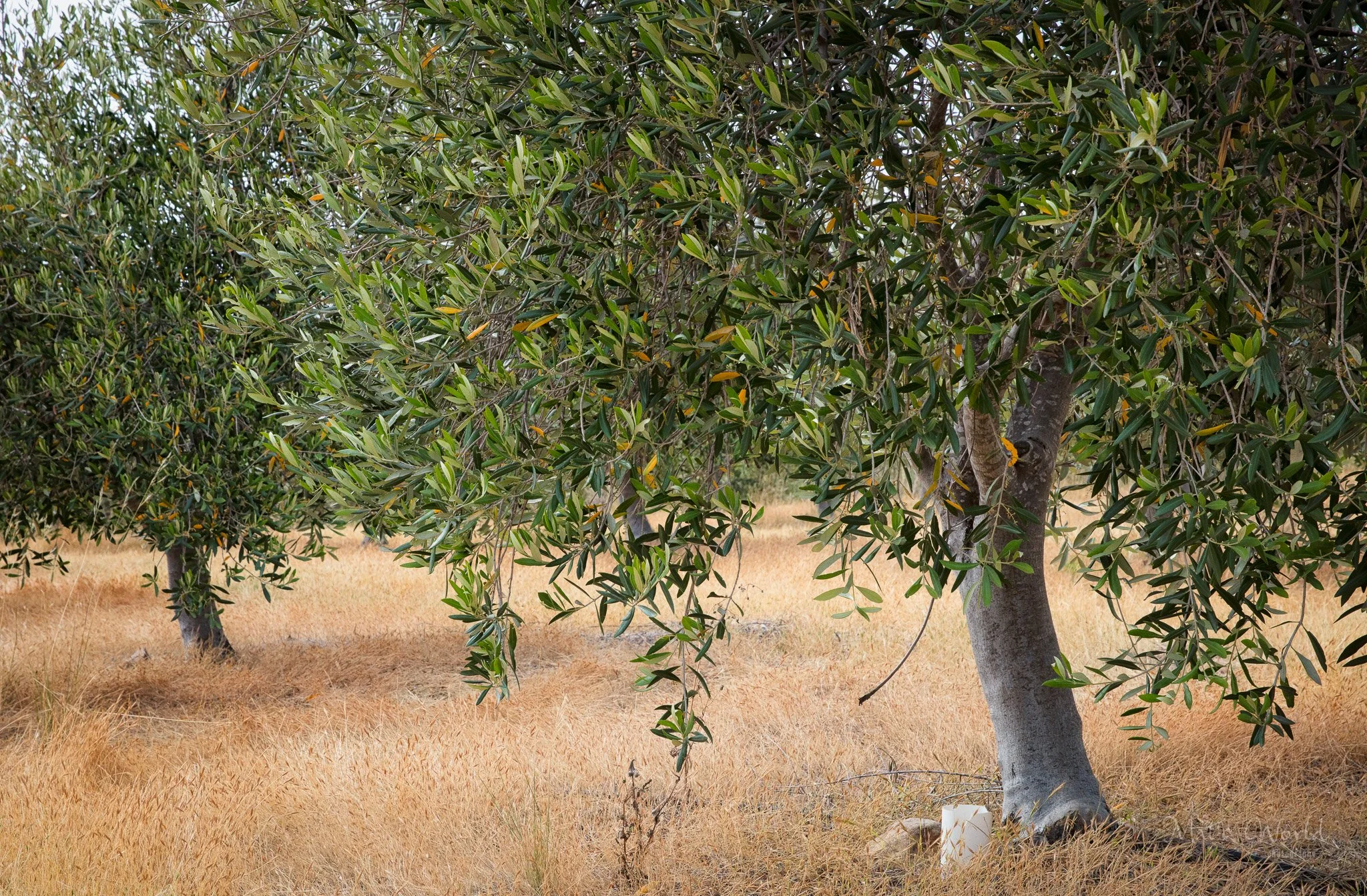 Olive Tree Selection — The Olive Oil Source