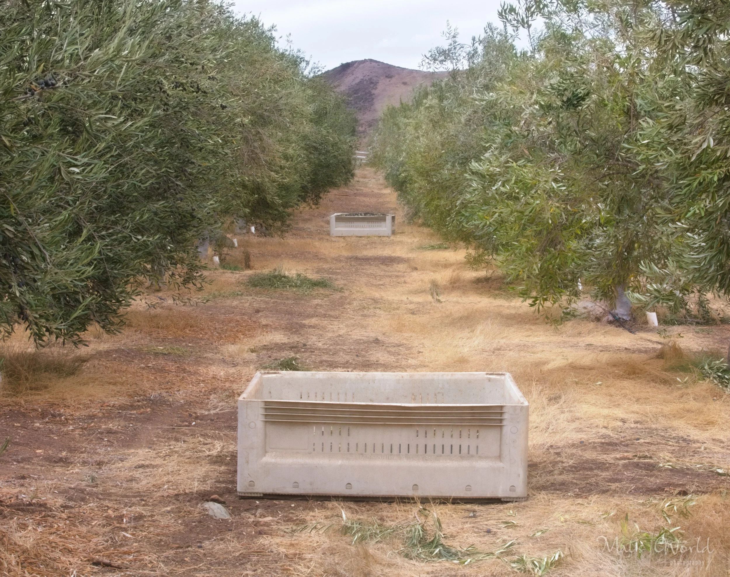 It's that time of year — The Olive Oil Source