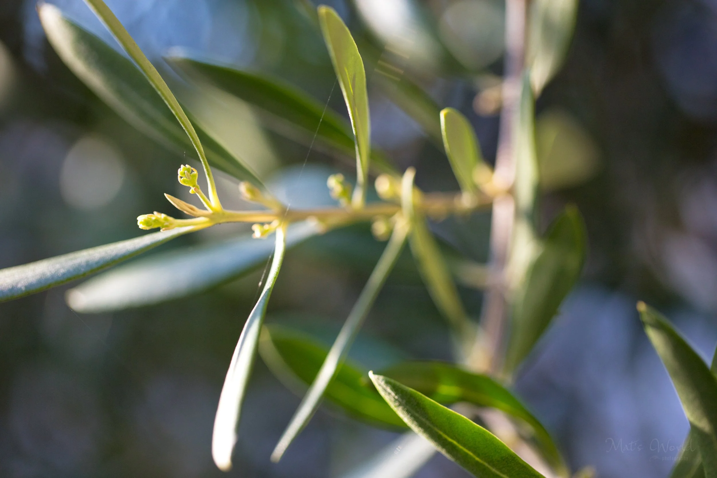 Crop Update — The Olive Oil Source