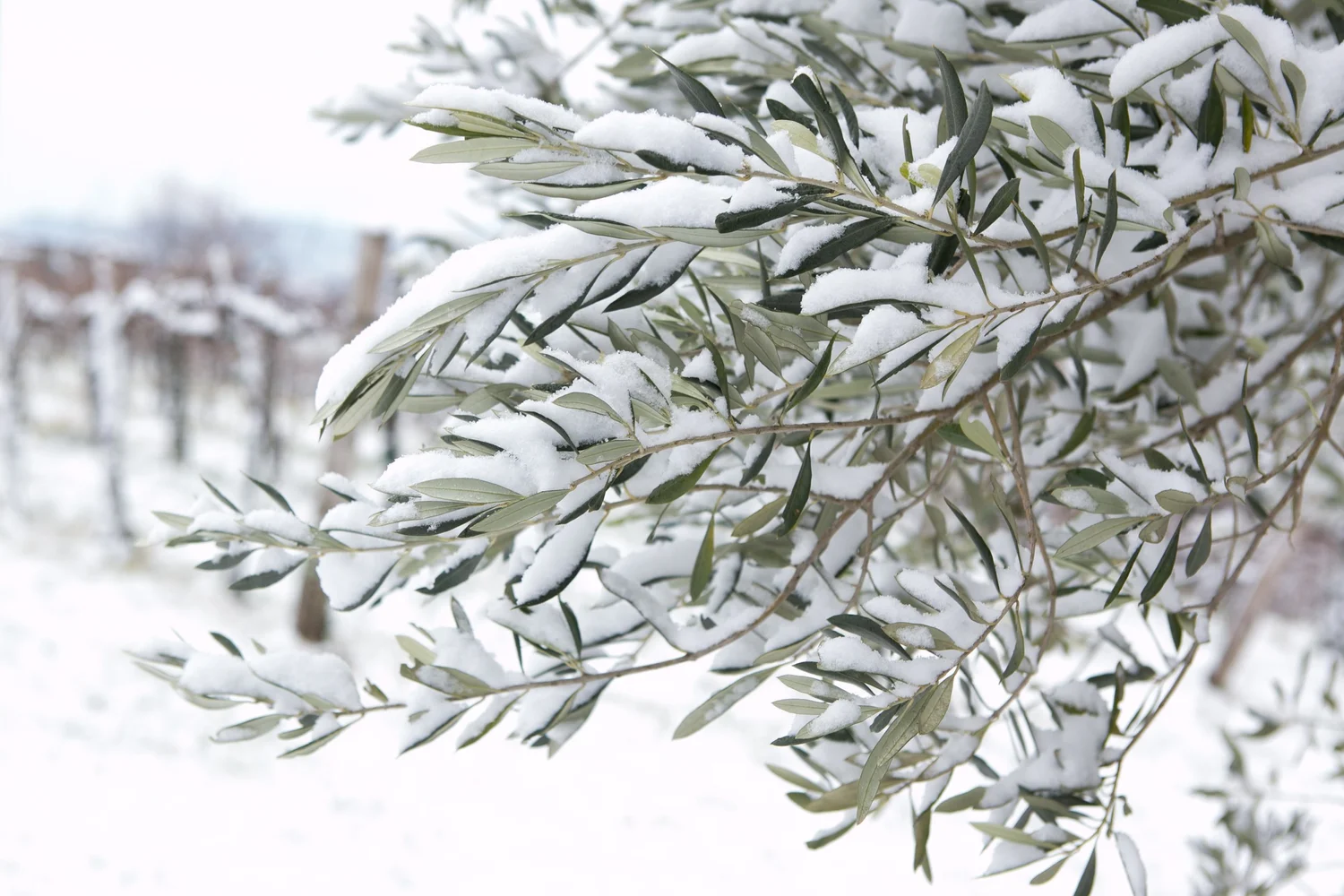 Frost Prevention — The Olive Oil Source