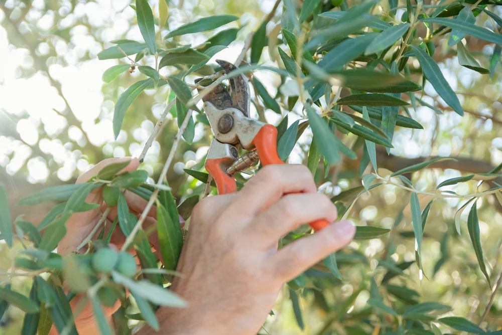 Pruning and Training — The Olive Oil Source