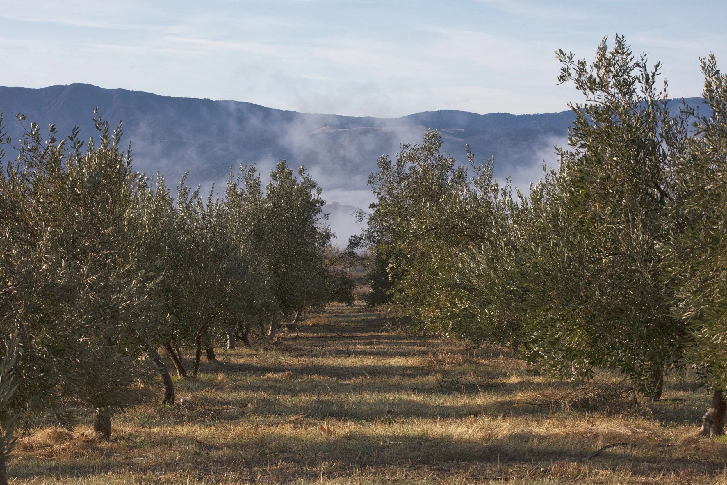 Olive Orchard Set-up — The Olive Oil Source