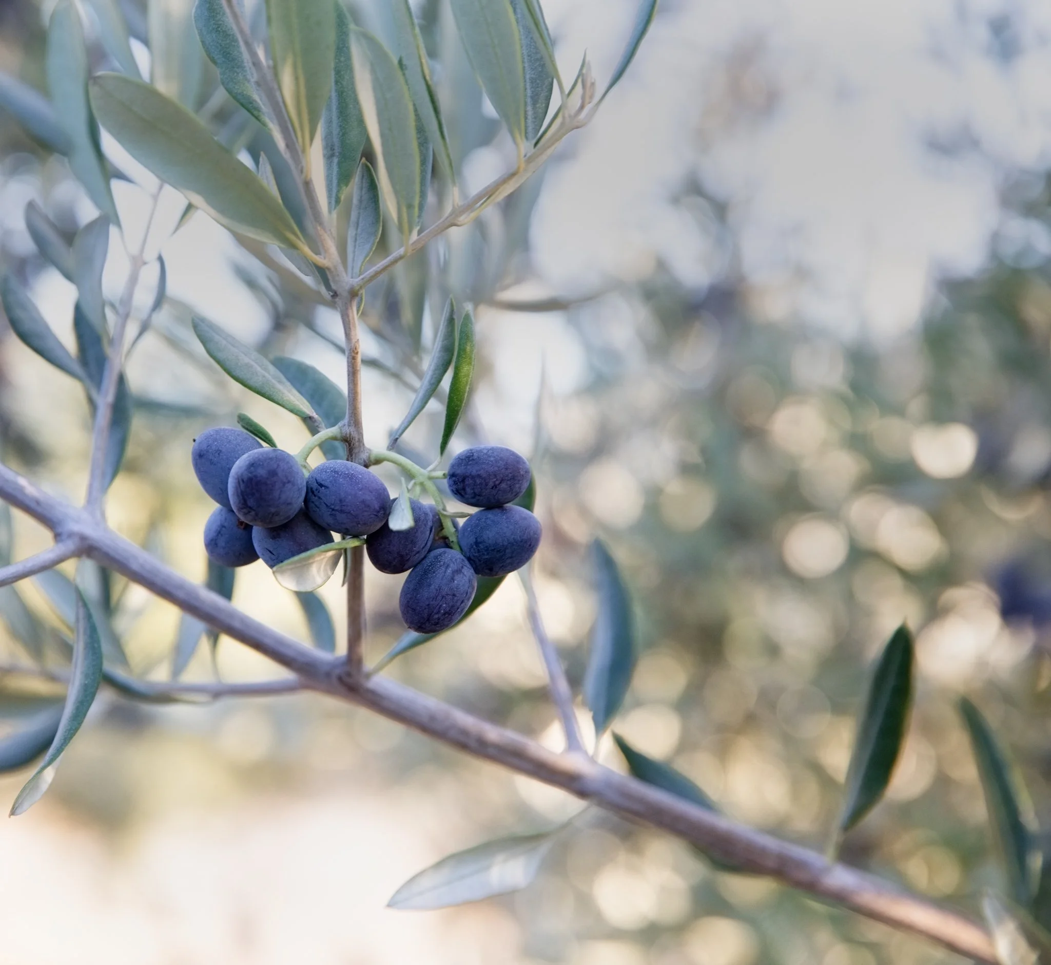 The Olive Oil Source Blog — The Olive Oil Source