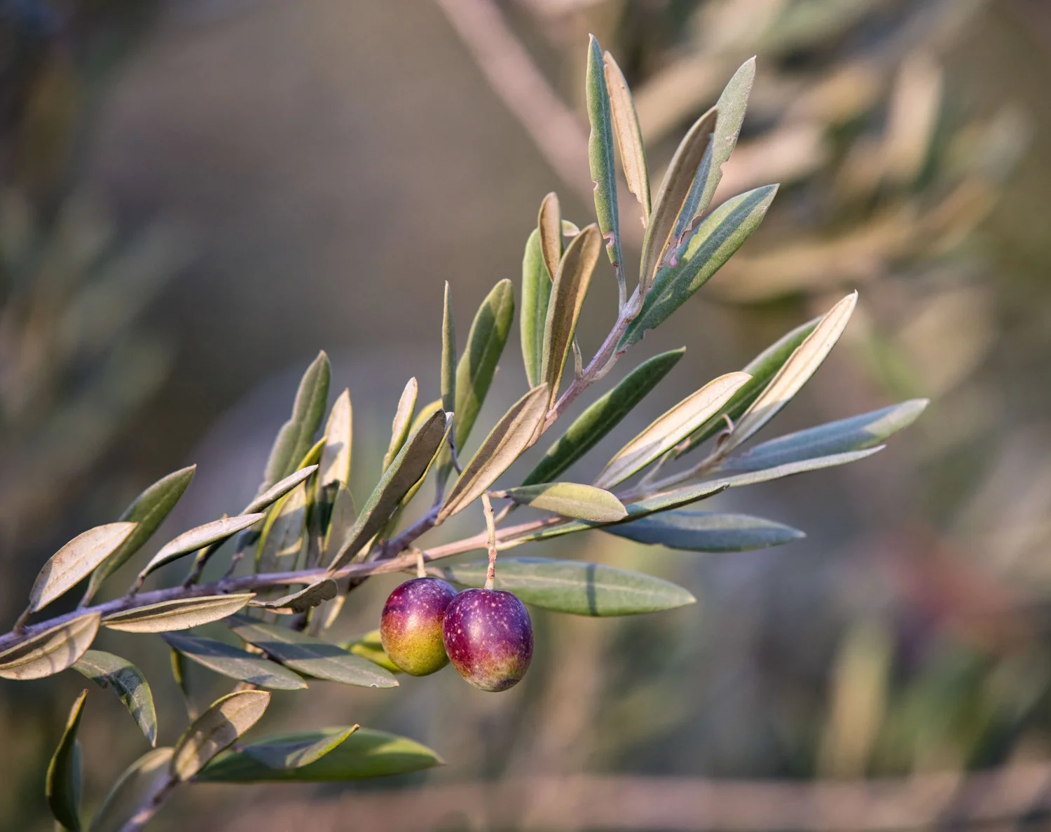 Olive Harvest Timing — The Olive Oil Source