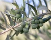 Olive Classification — The Olive Oil Source