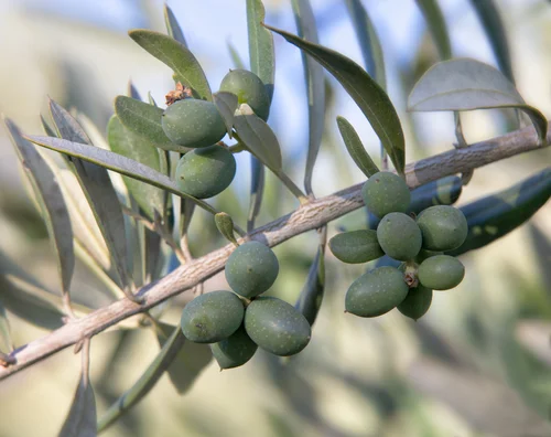 The Olive Oil Source