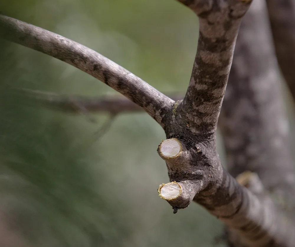 Olive Tree Pruning — The Olive Oil Source